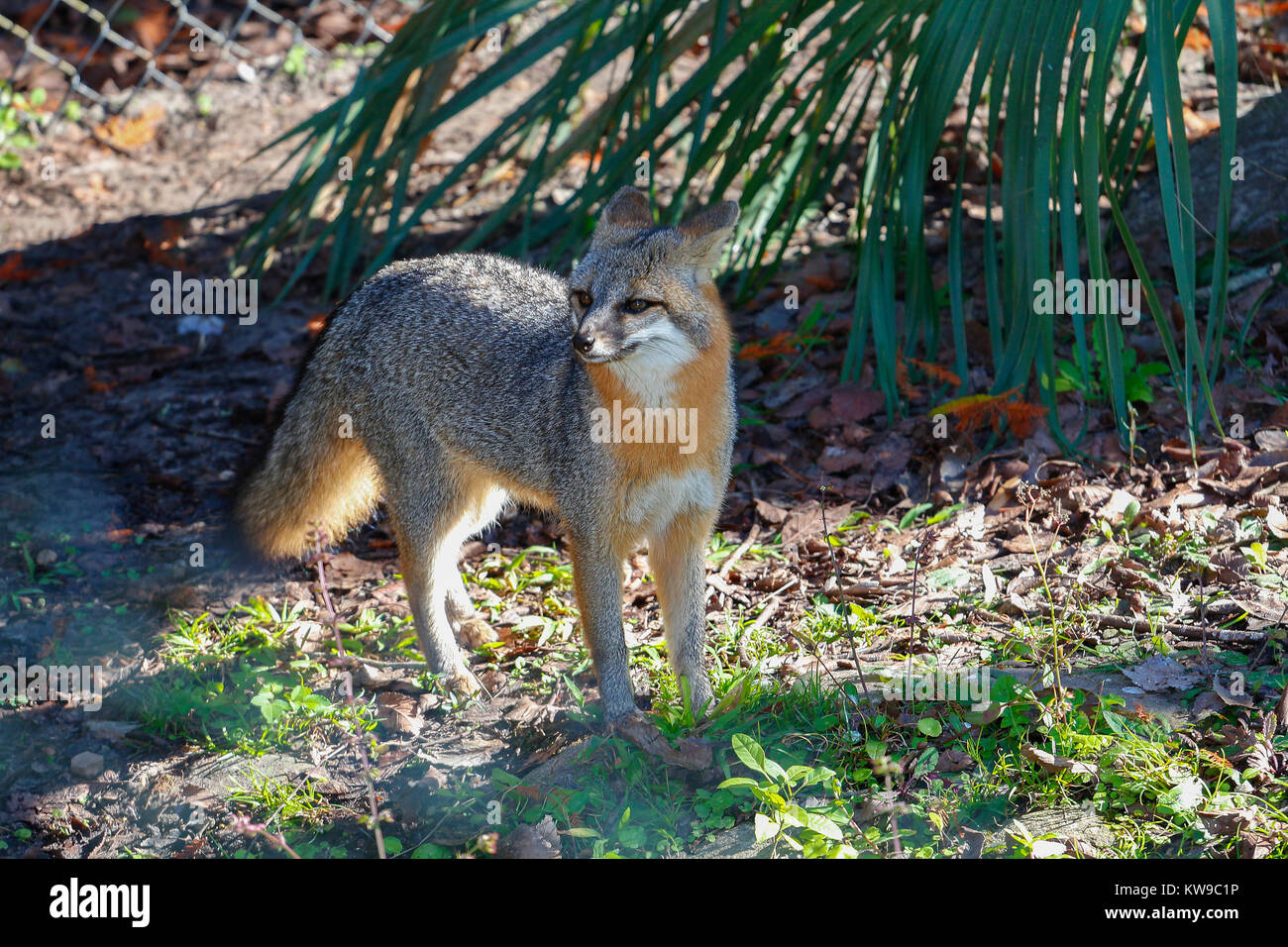 Eastern Grey Fox Stock Photo - Alamy
