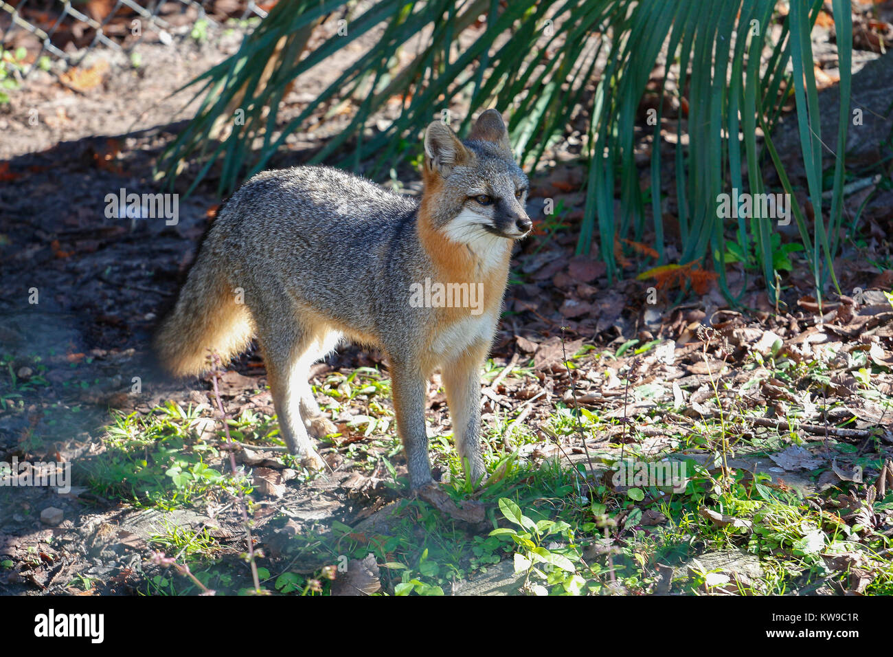 North american gray fox hi-res stock photography and images - Alamy