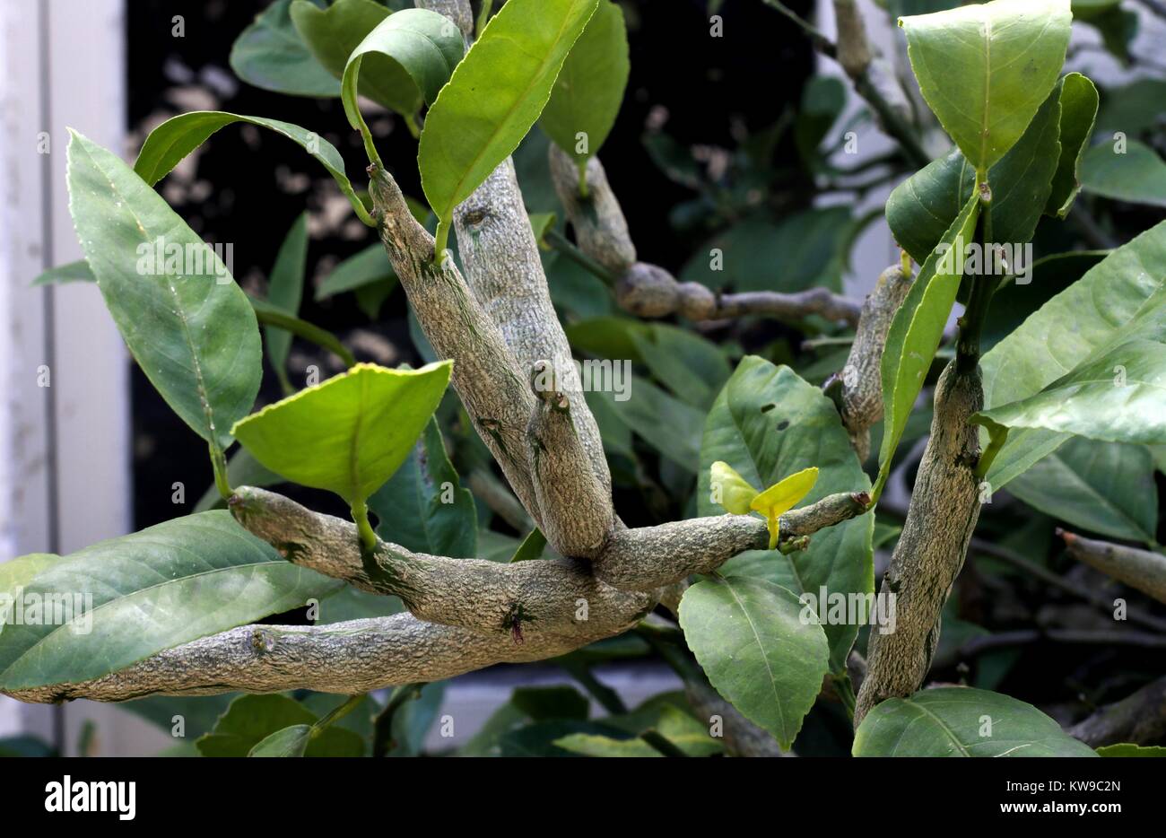 Citrus damage hi-res stock photography and images - Alamy