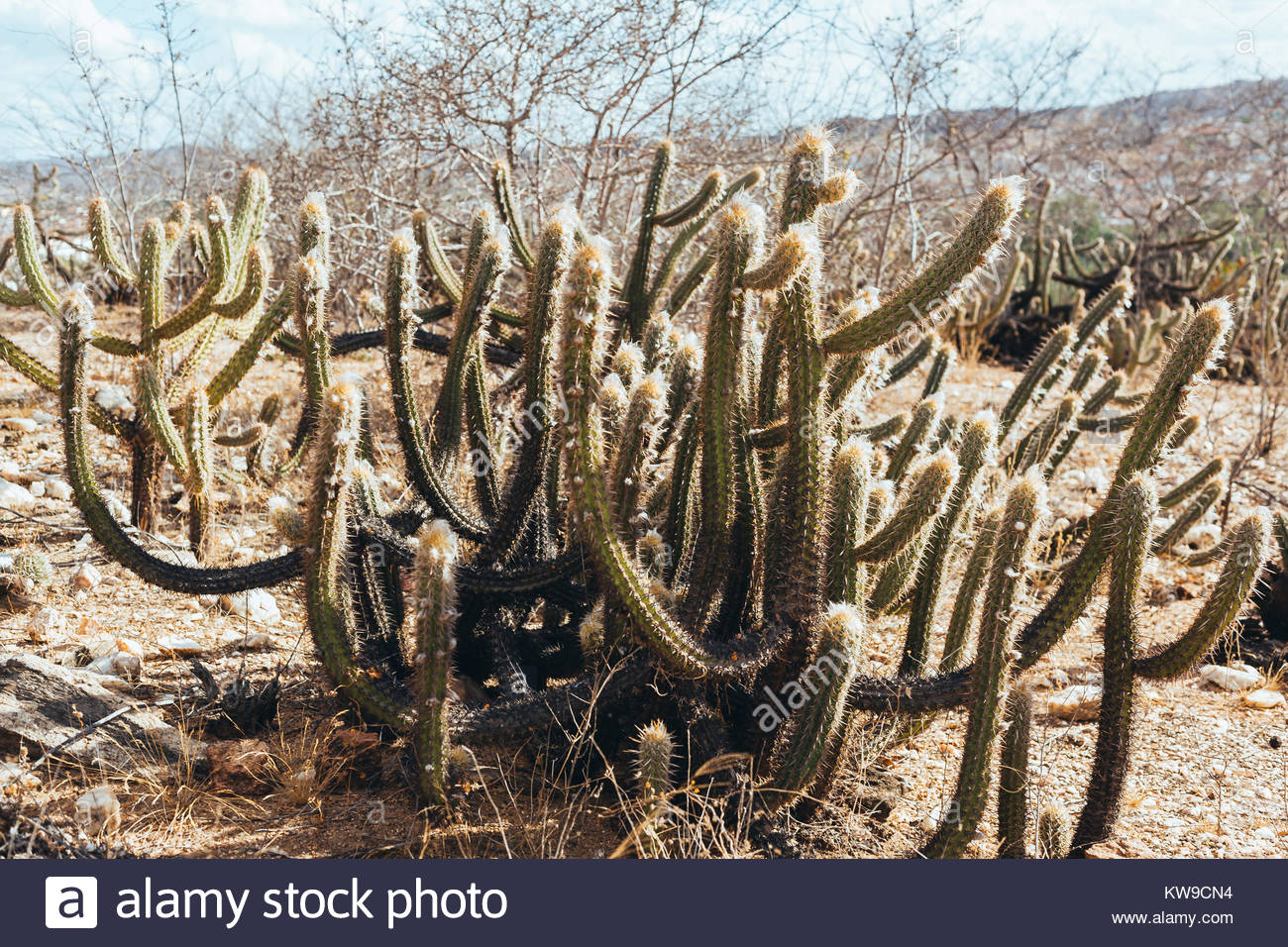 Xique Xique Stock Photos & Xique Xique Stock Images - Alamy