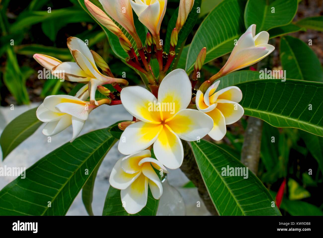 Australia frangipani tree hi-res stock photography and images - Alamy