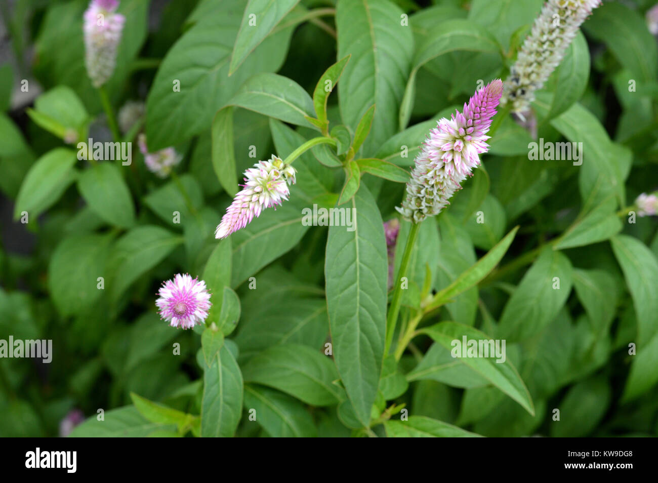 Pennisetum flower in the nature Stock Photo - Alamy