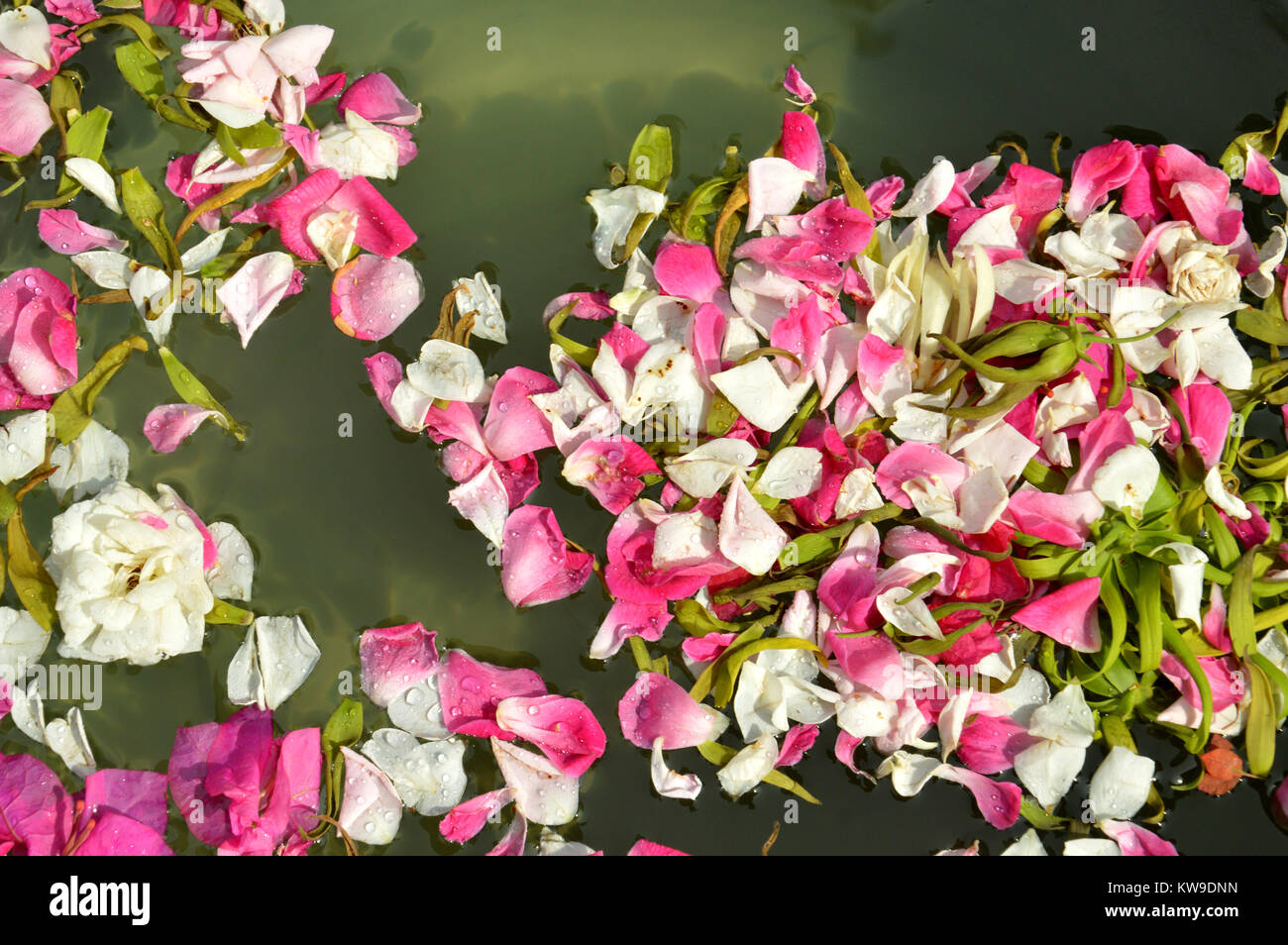 flower petals in water used in Javanese Indonesia traditional wedding ...