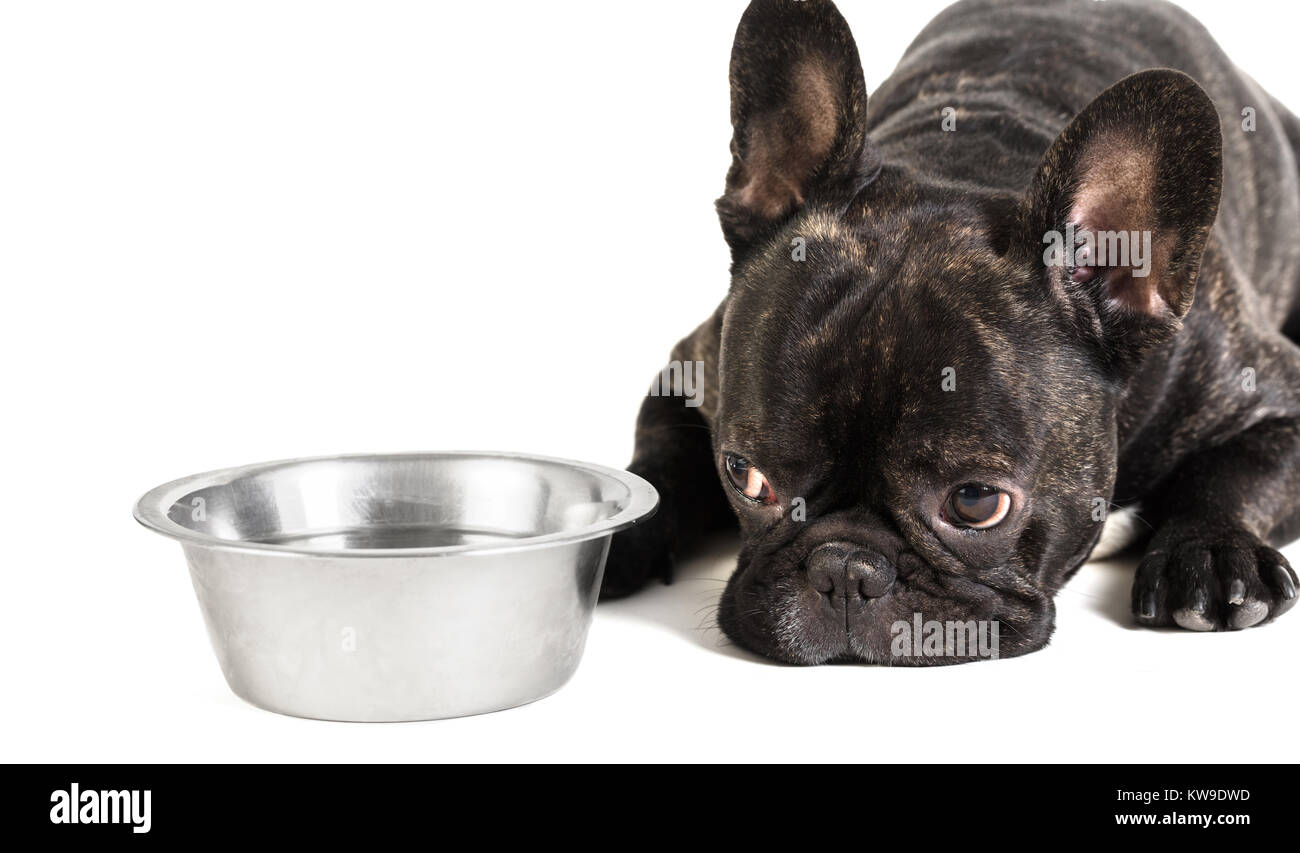 sad dog French bulldog lying on a bowl Stock Photo - Alamy