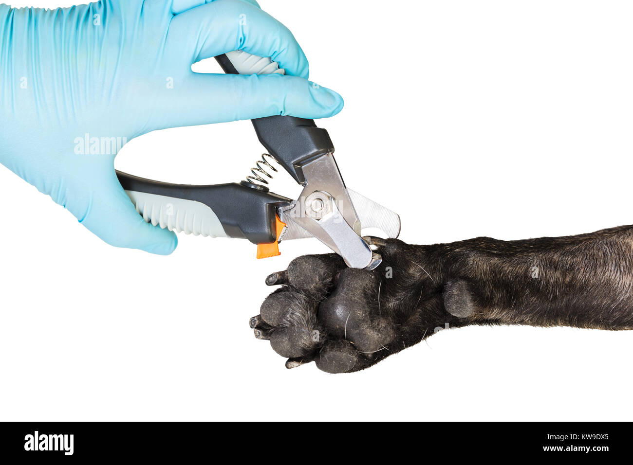 veterinarian cuts the dog's claws to a French bulldog Stock Photo - Alamy