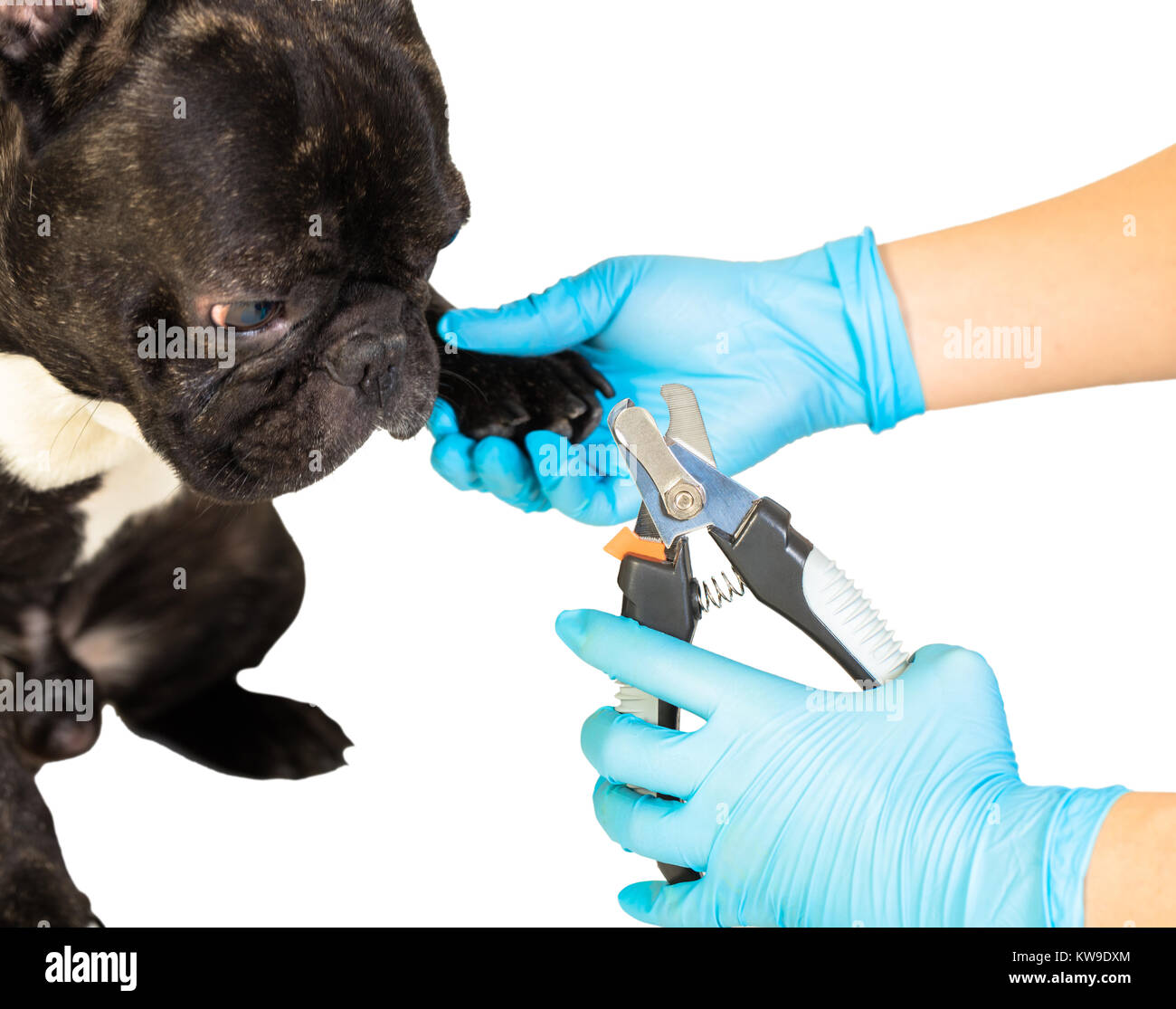 veterinarian cuts the dog's claws to a French bulldog Stock Photo - Alamy
