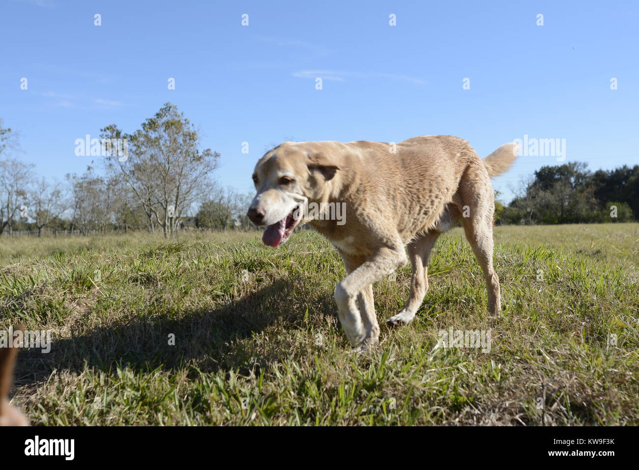 Ranger dog hi-res stock photography and images - Alamy