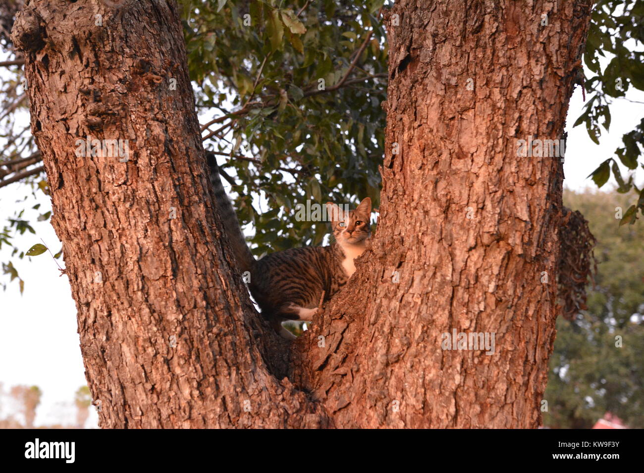 Cat in a tree Stock Photo - Alamy