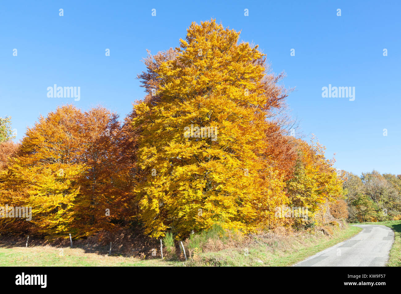 Colourful beech trees along a rural road in autumn, fall Creuse ...