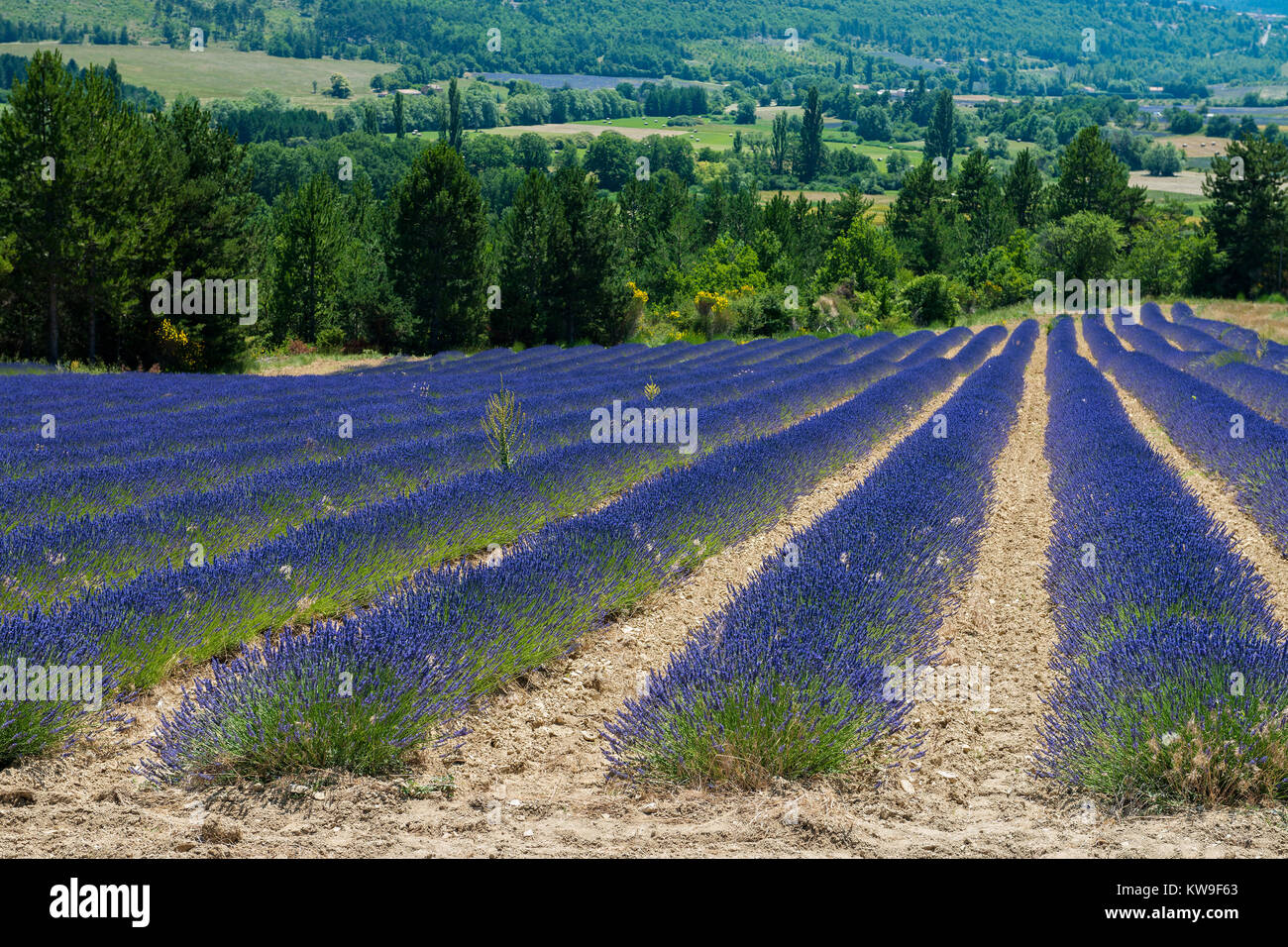True lavender field (Lavandula angustifolia), Plateau de Sault, the ...