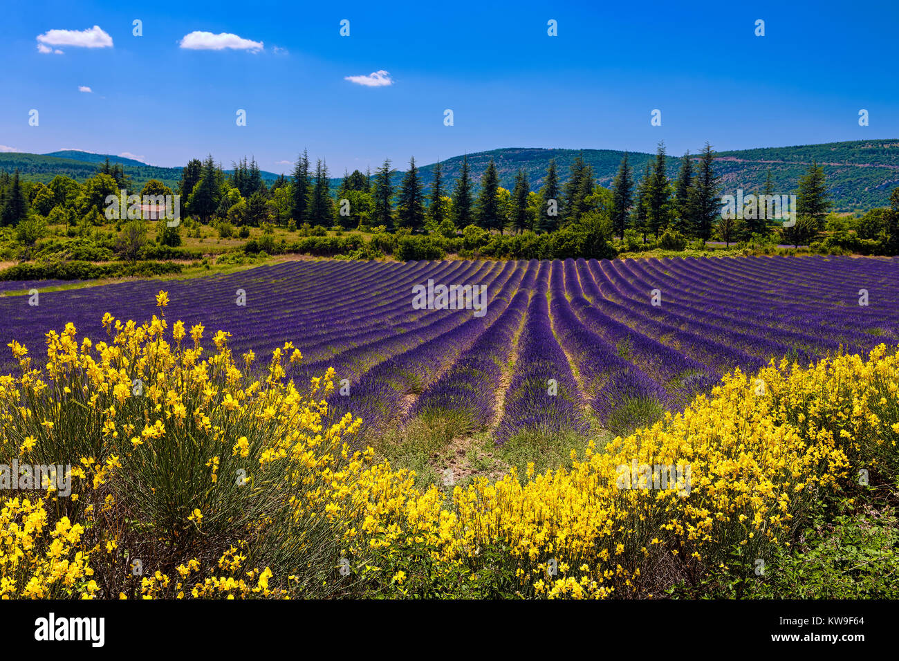 True lavender field (Lavandula angustifolia), Plateau de Sault, the ...