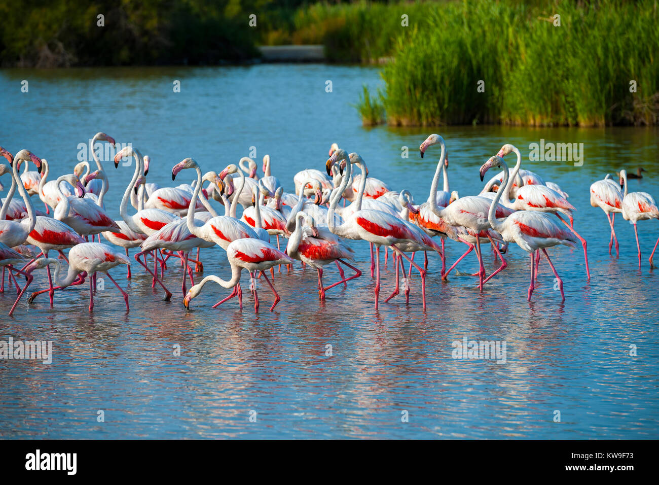 Flock of greater flamingoes (Phoenicopterus roseus) in Camargue ...