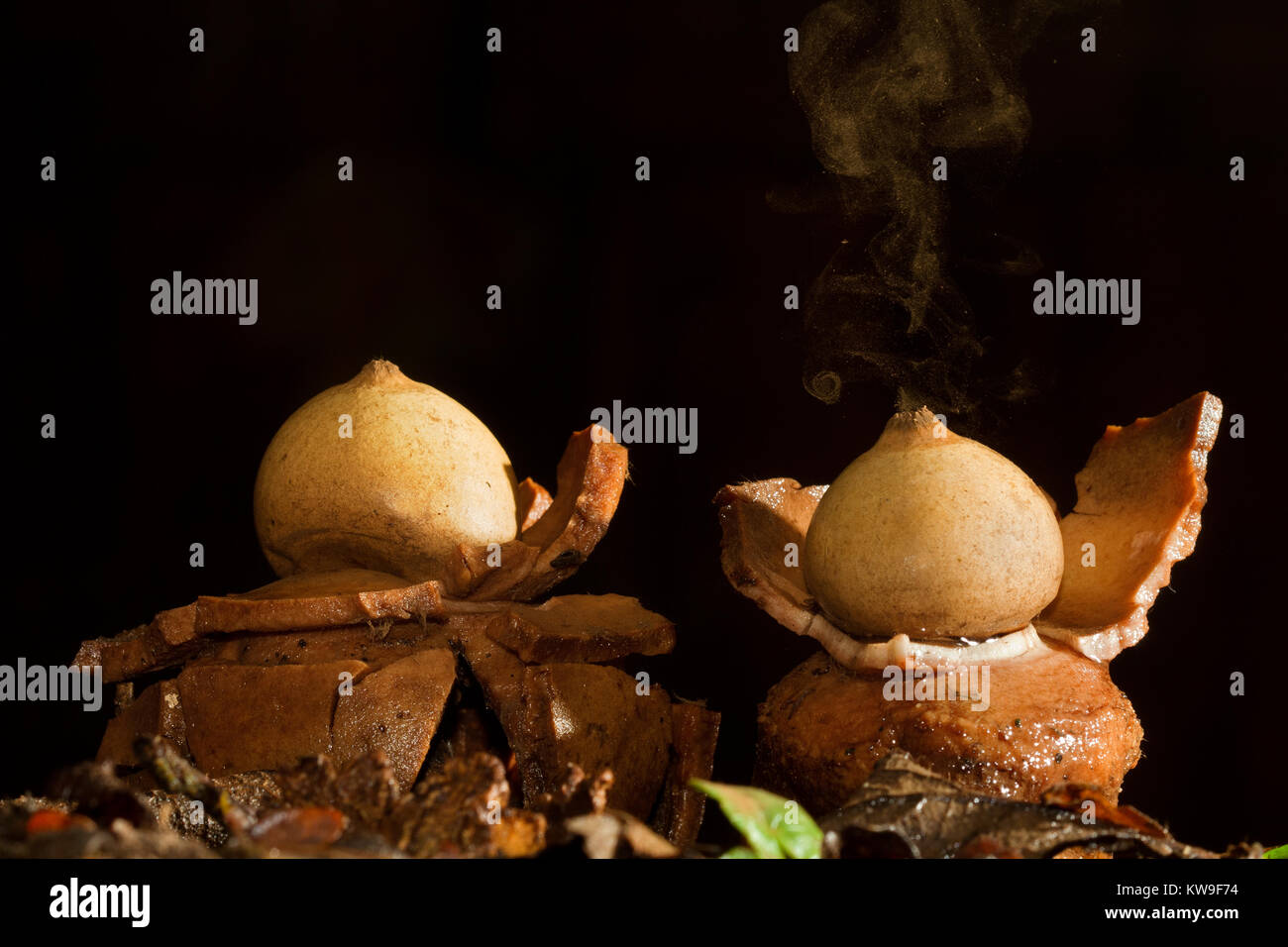 Puffball releasing spores hi-res stock photography and images - Alamy
