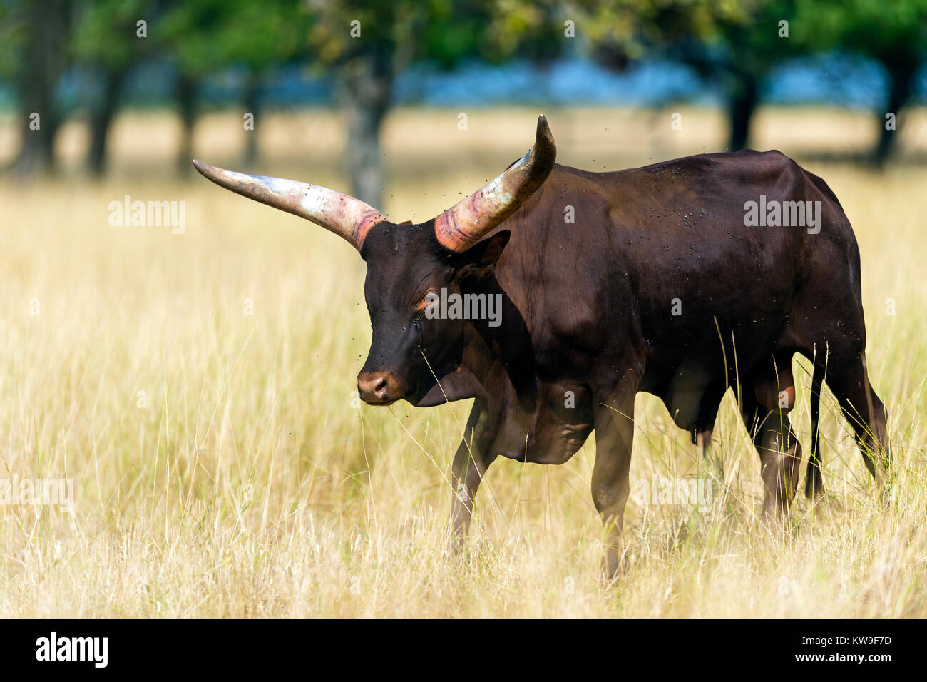 Heck cattle (Bos primigenius f. taurus Stock Photo - Alamy