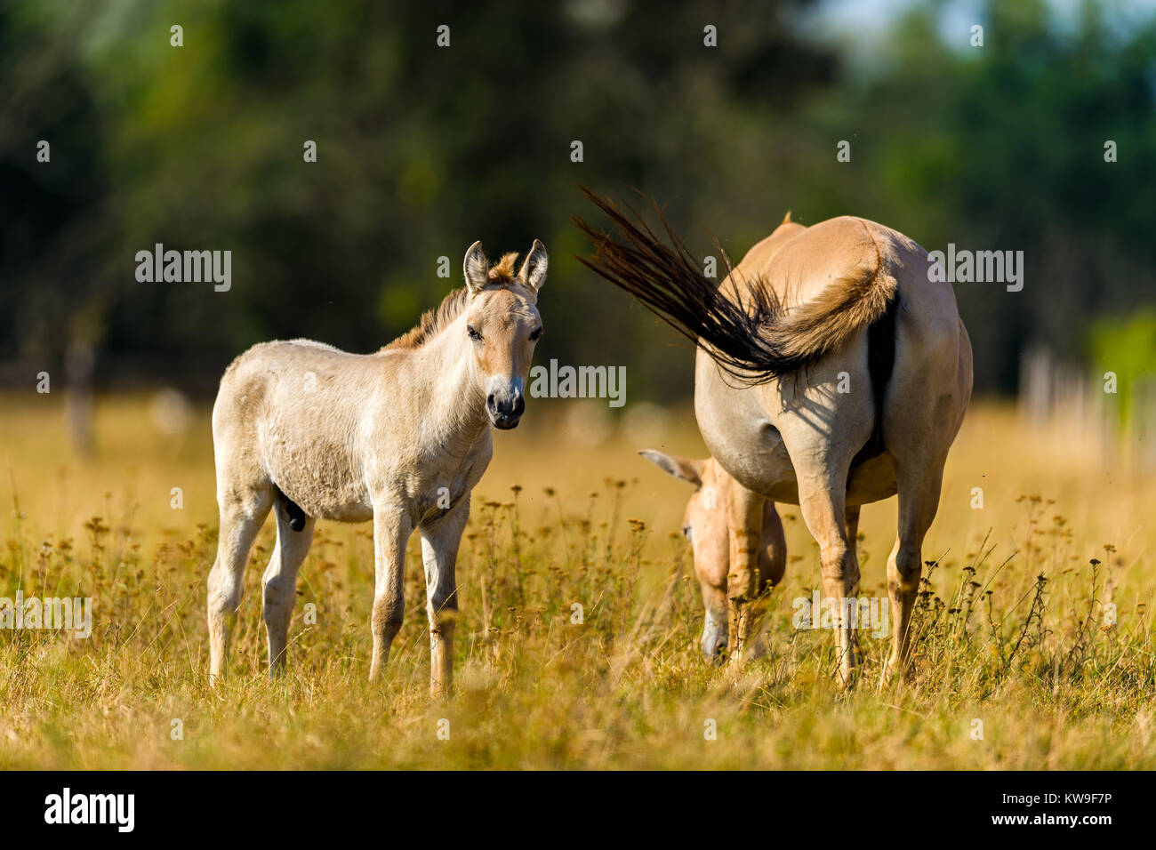 Przewalski's horse (Equus ferus przewalskii) At one time extinct in the ...