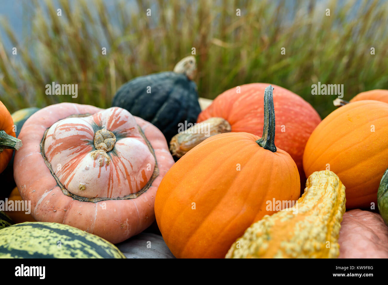 Autumn harvest colorful squashes and pumpkins in different varieties ...
