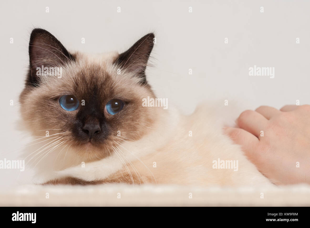 A seal point Birman cat, 9 month old cat, male being stroked by a woman ...