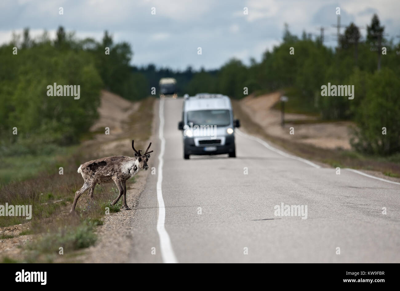 Reindeer (Rangifer tarandus) coming out from the woods to the road ...