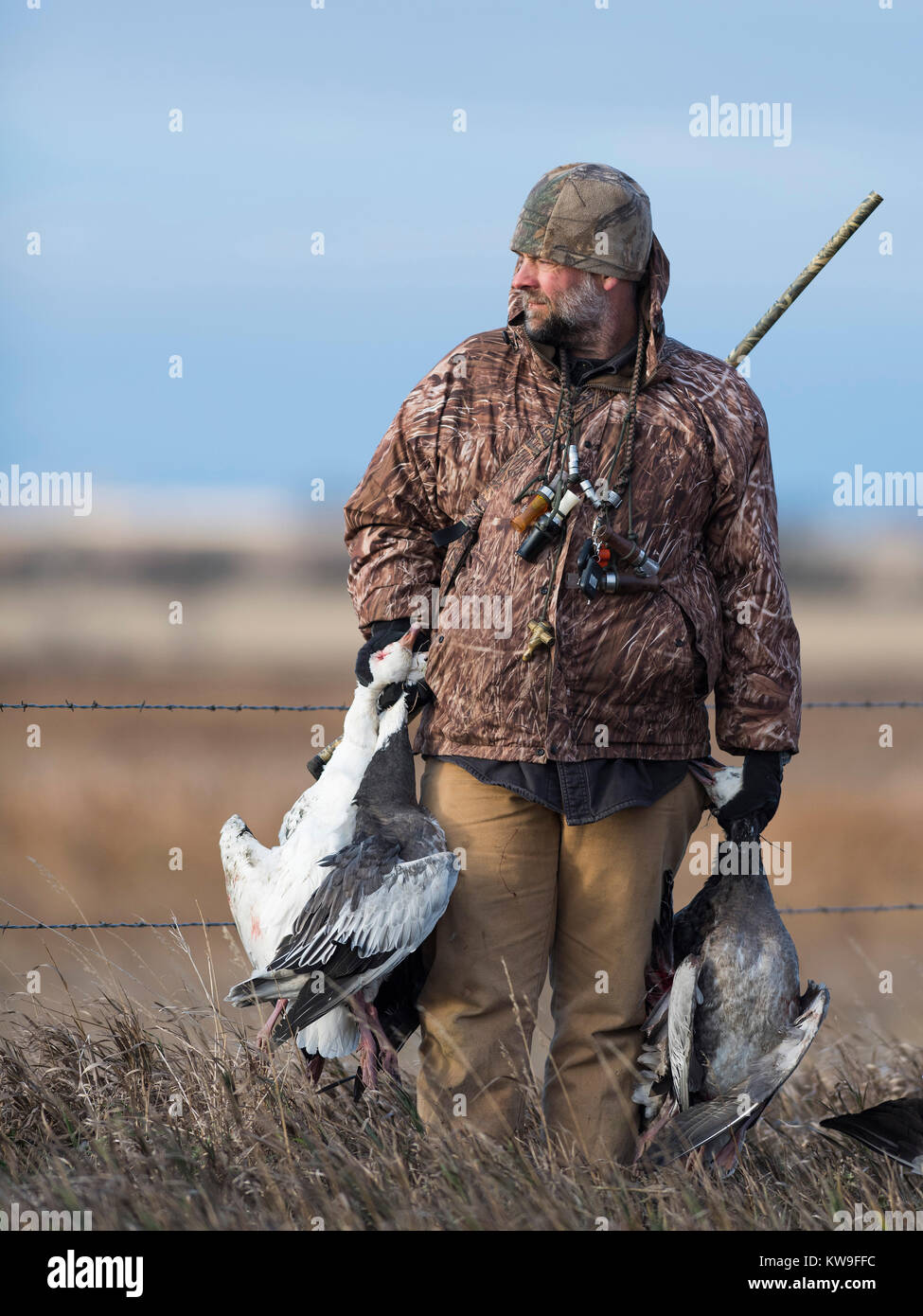A waterfowl hunter with Lesser Snow geese in North Dakota Stock Photo ...
