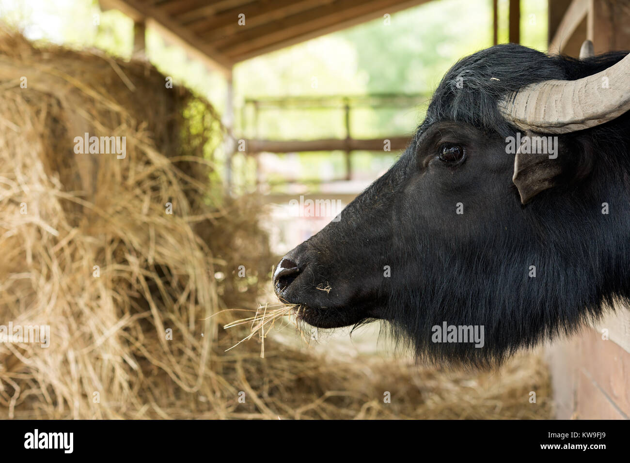 Bos bubalis hi-res stock photography and images - Alamy