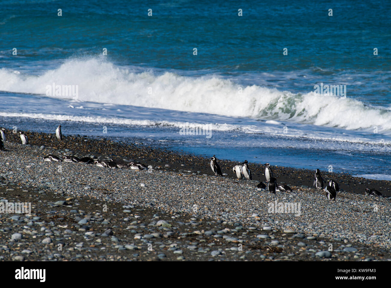 Rio pinguino hi-res stock photography and images - Alamy
