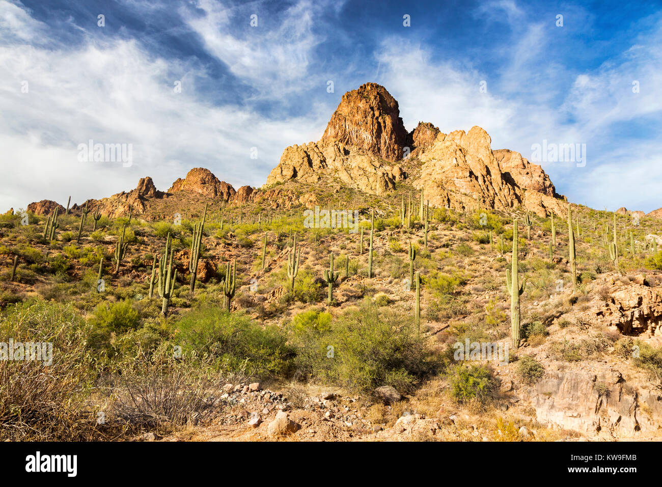 Scenic Desert Landscape and Saguaro Cactus Plants Blue Skyline Apache ...