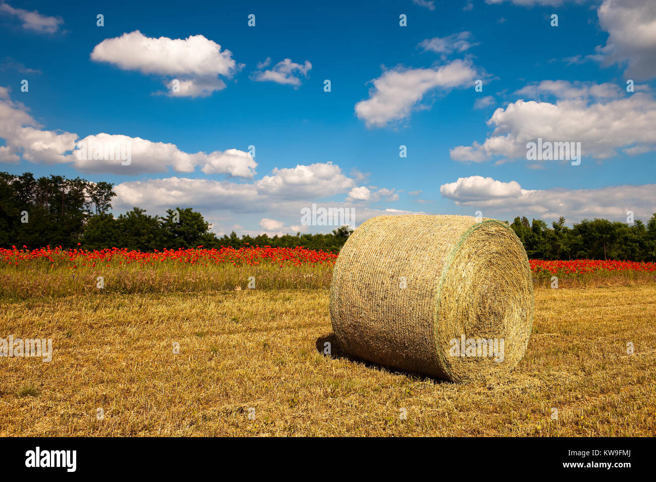 Poppy field with hay bale Stock Photo - Alamy