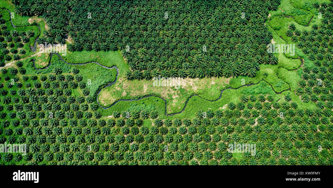 Aerial of palm oil plantation hi-res stock photography and images - Alamy