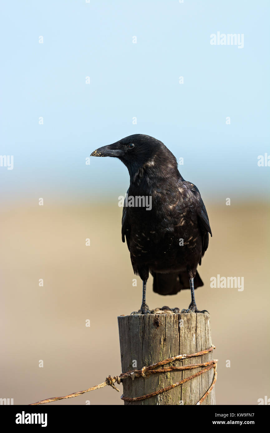American crow closeup hi-res stock photography and images - Alamy