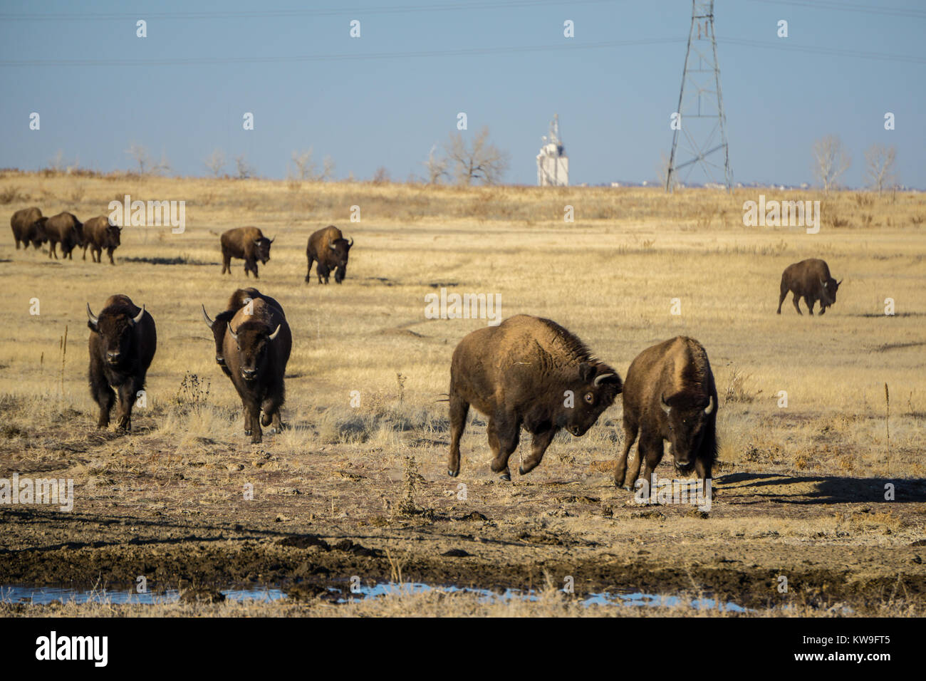 The bison herd at Rocky Mountain Arsenal Wildlife Refuge. Denver ...