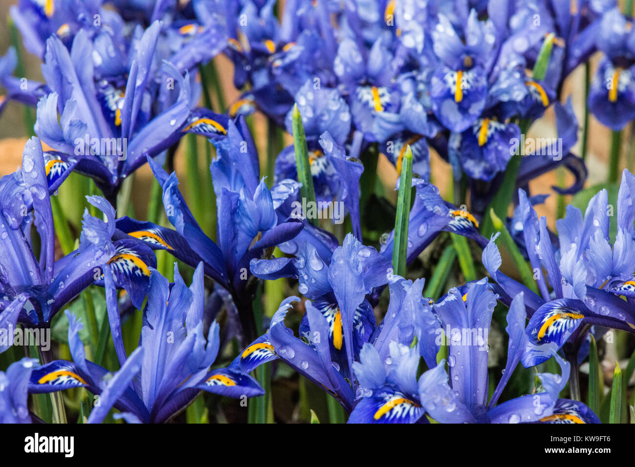 Dense group of the dwarf flowers of the purple early spring flowering ...
