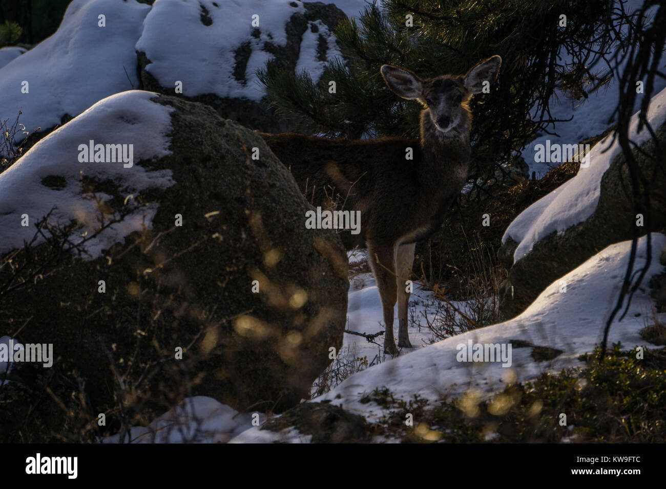 A young mule deer in winter. Evergreen, Colorado Stock Photo - Alamy
