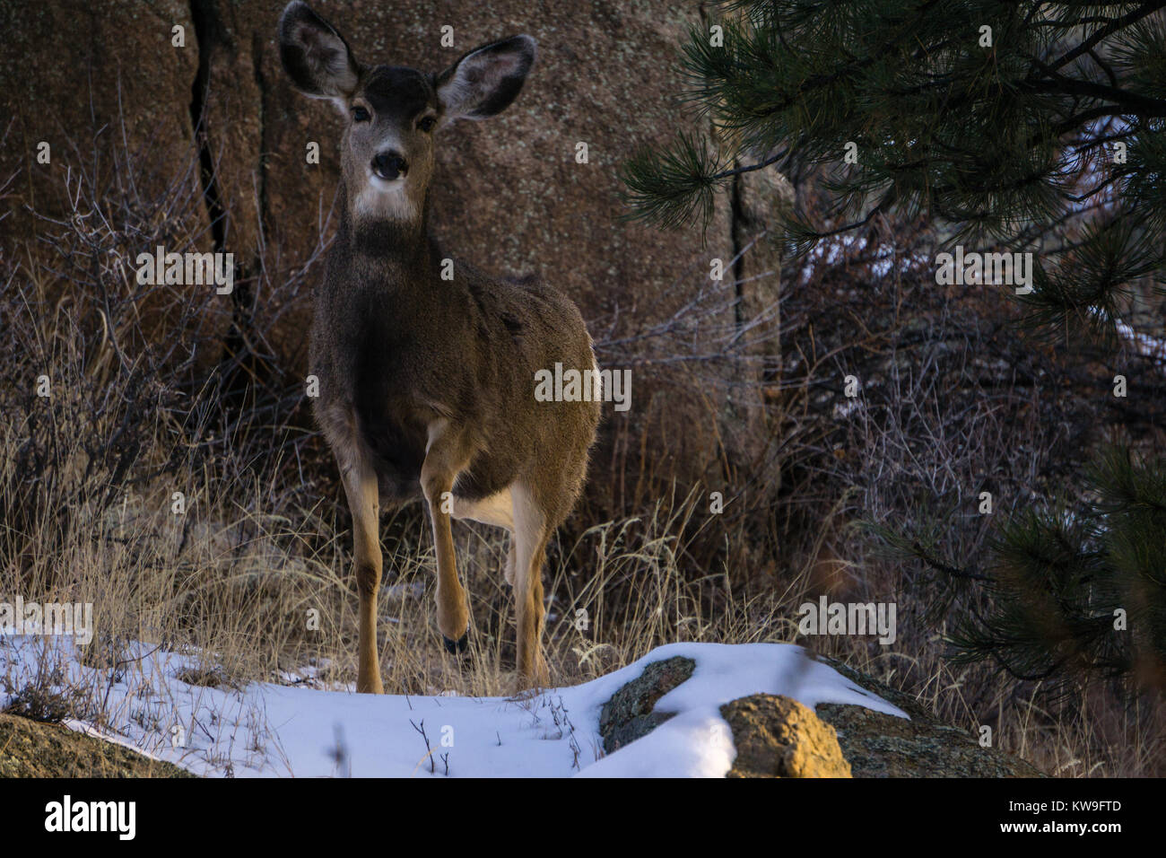 Female mule deer in Evergreen, Colorado Stock Photo - Alamy
