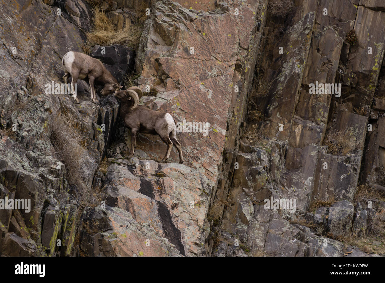 Big Thompson Canyon, Drake, Colorado Stock Photo - Alamy