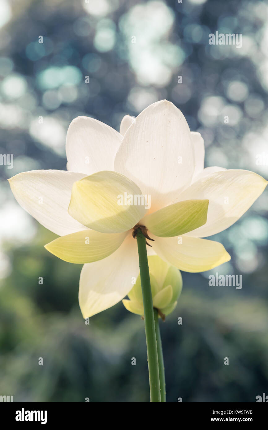 Back view of beautiful lotus flower Stock Photo - Alamy