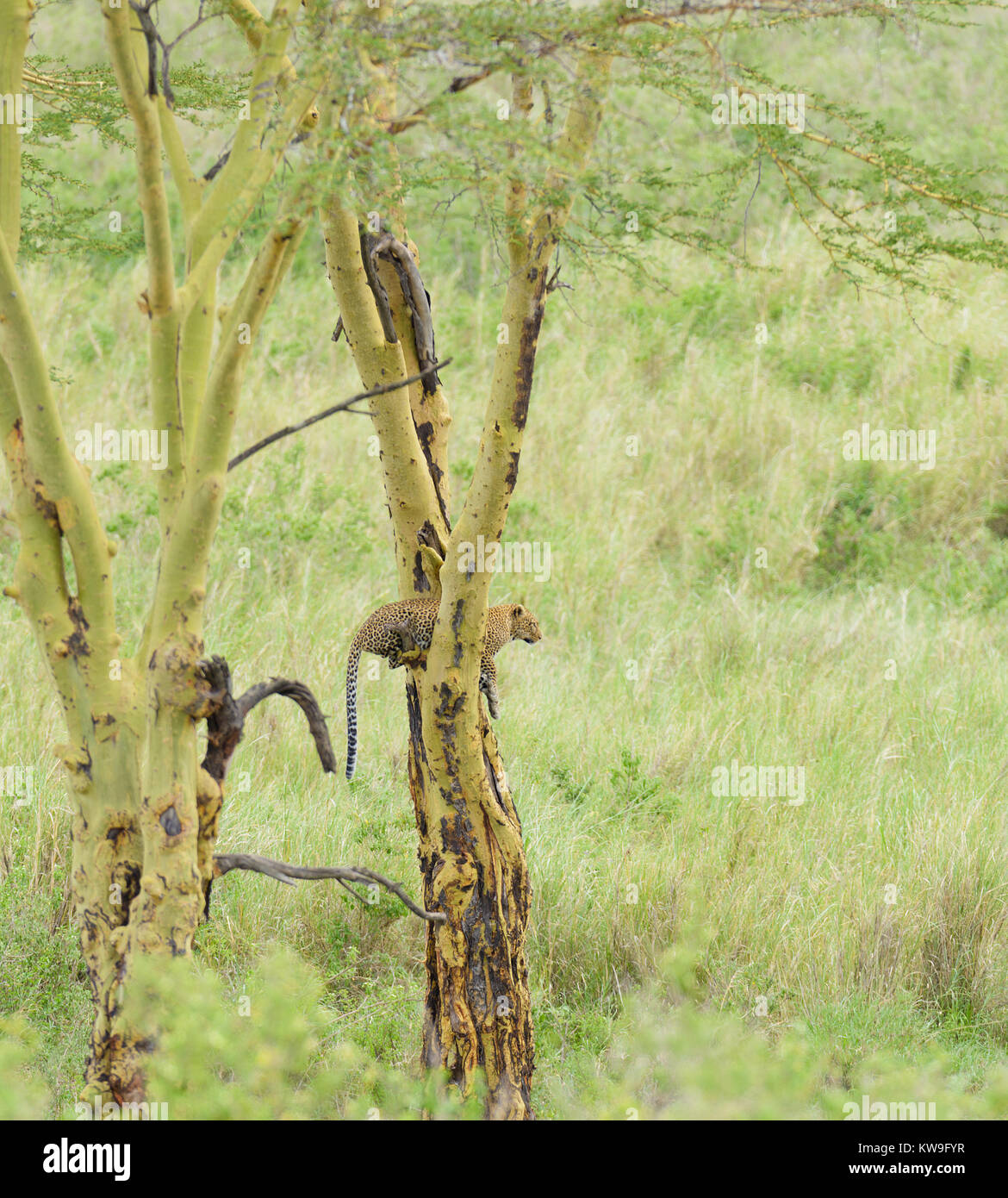 Leopard up a tree (scientific name: Panthera pardus, or "Chui" in ...