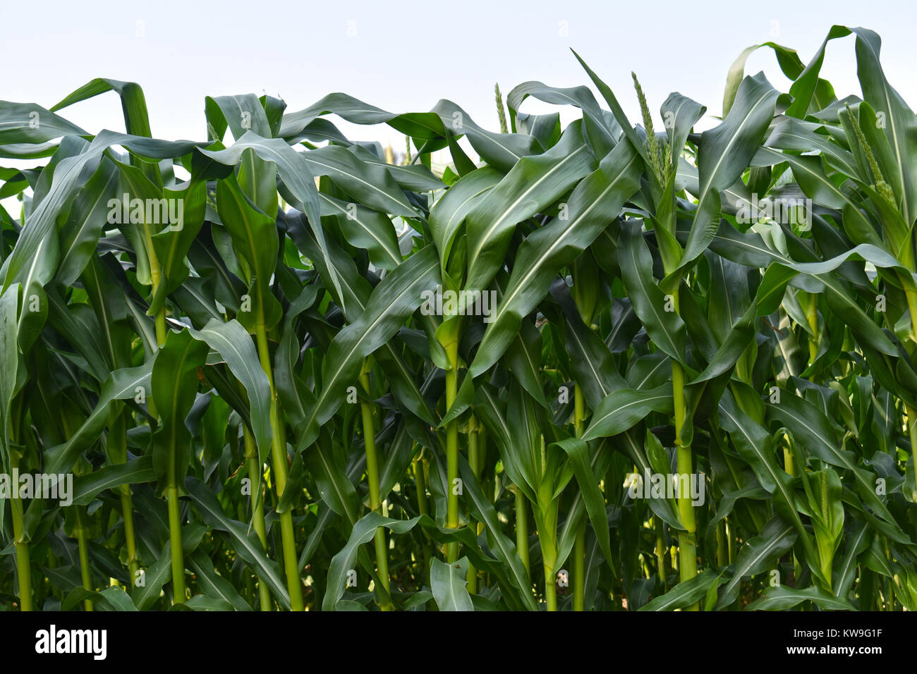 Tall corn crop close up with white background - white background is ...