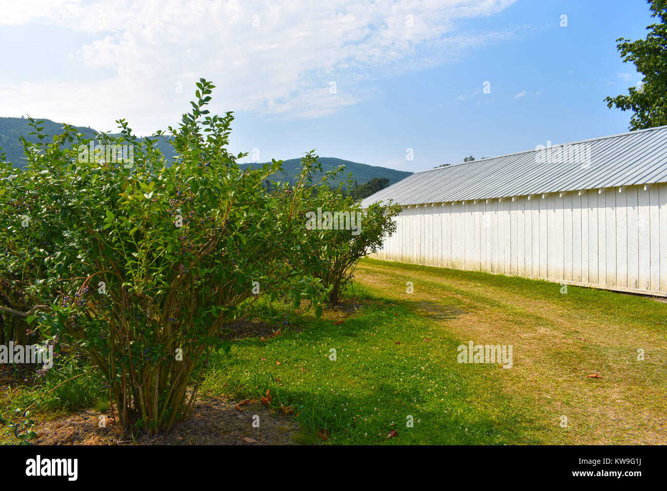 A blueberry farm in the beautiful pacific northwest countryside of ...