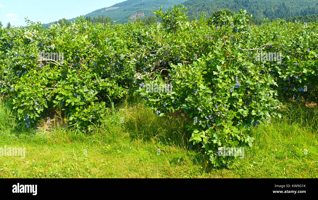 Blueberry farm in the beautiful Pacific Northwest countryside of ...