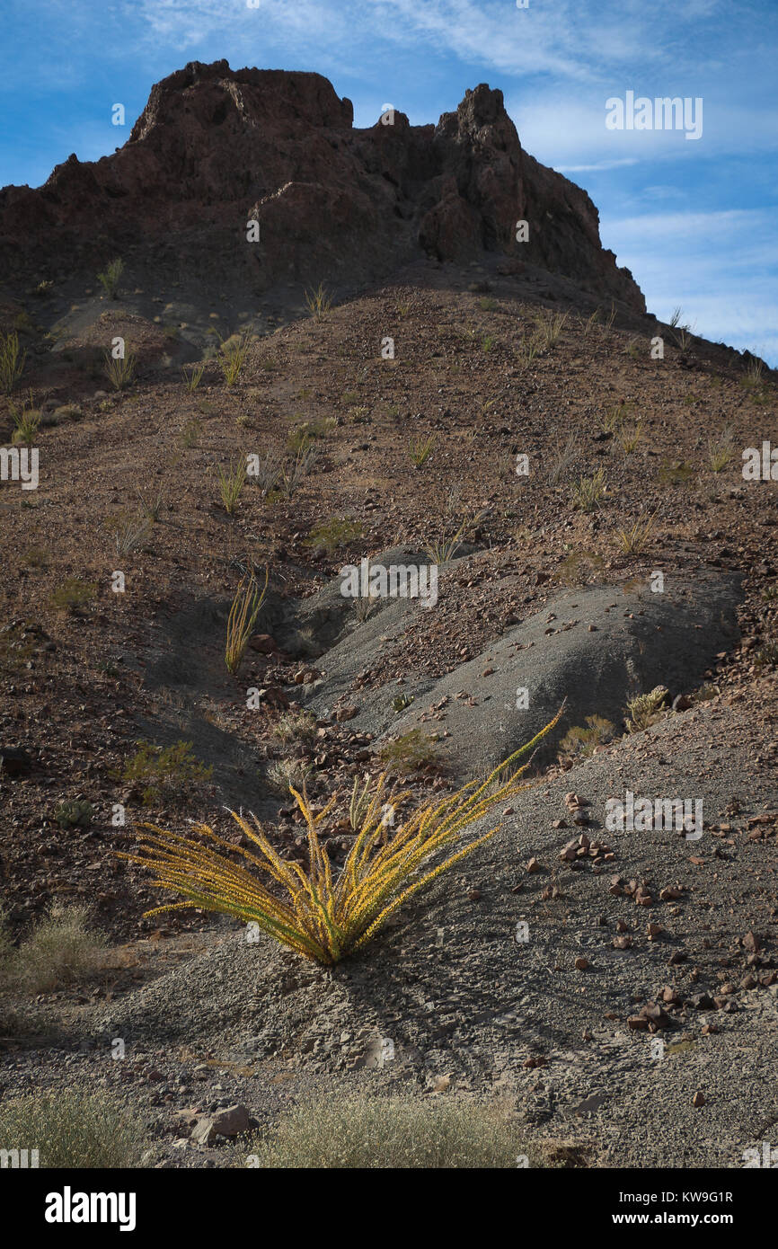 A lone, backlit ocotillo with yellow leaves looks as though it is ...