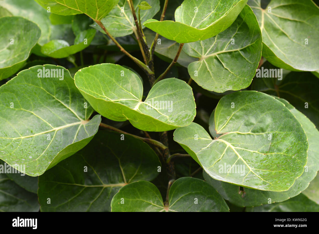 detailed of pattern leaf texture Stock Photo - Alamy