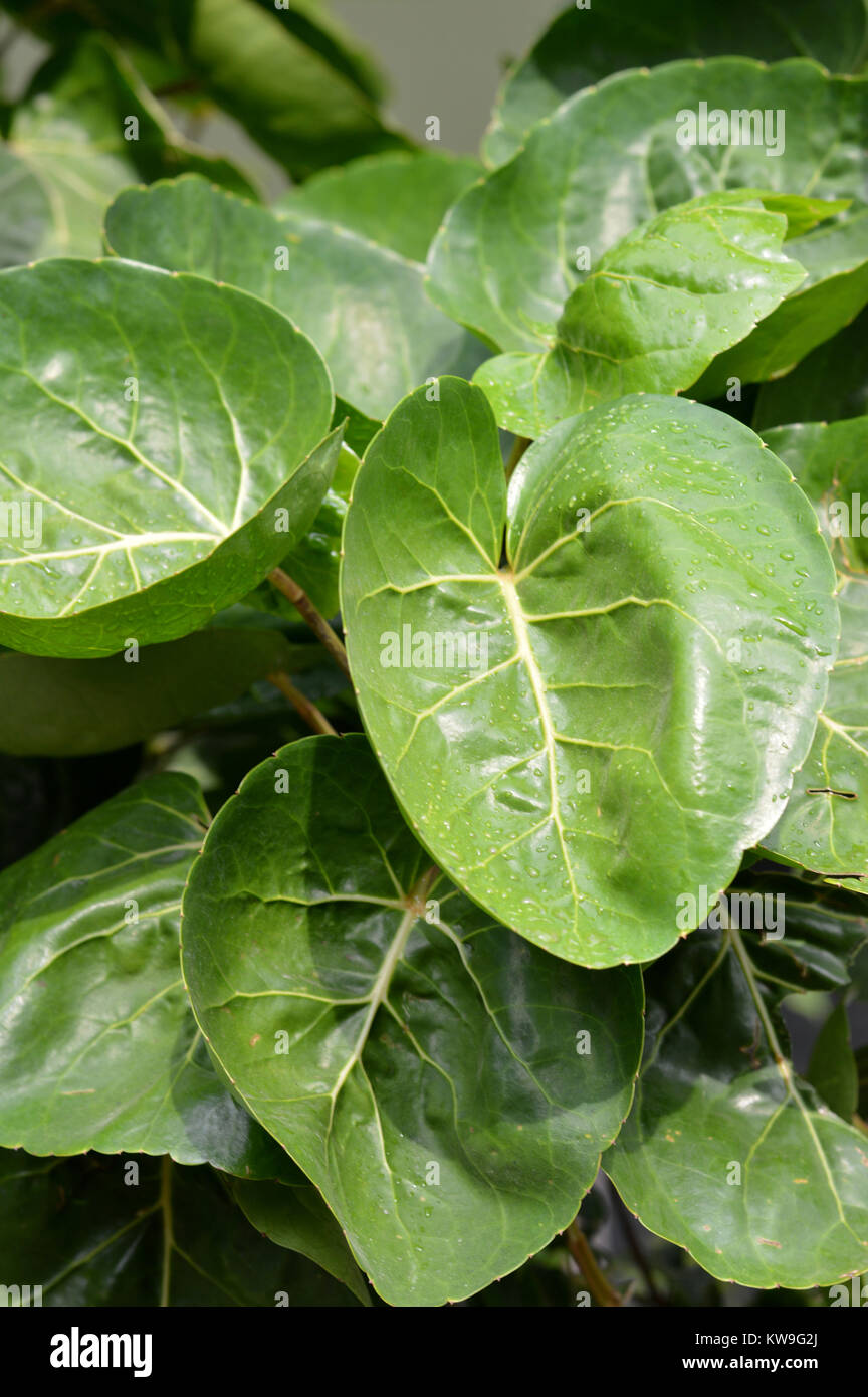 detailed of pattern leaf texture Stock Photo - Alamy