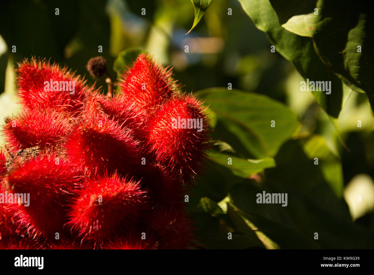 Red hairy Achiote or Annatto hanging from a tree Stock Photo - Alamy