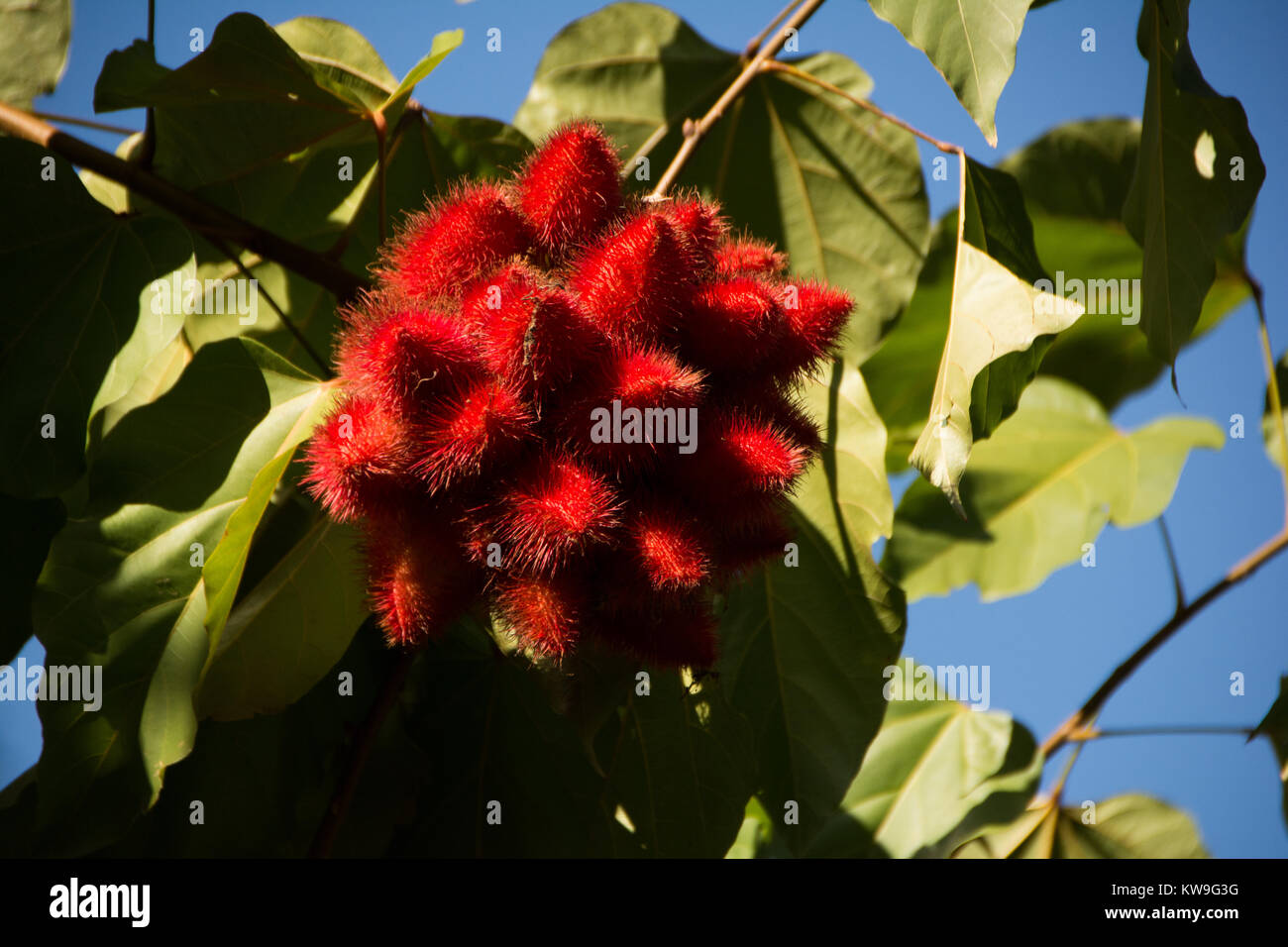 Achiote tree hi-res stock photography and images - Alamy