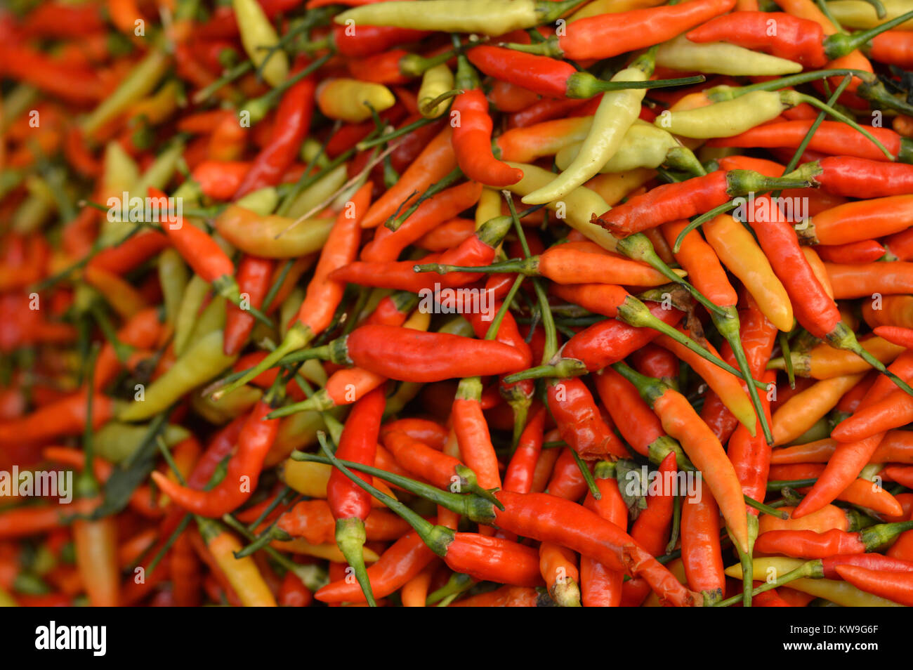 red chili background Stock Photo - Alamy