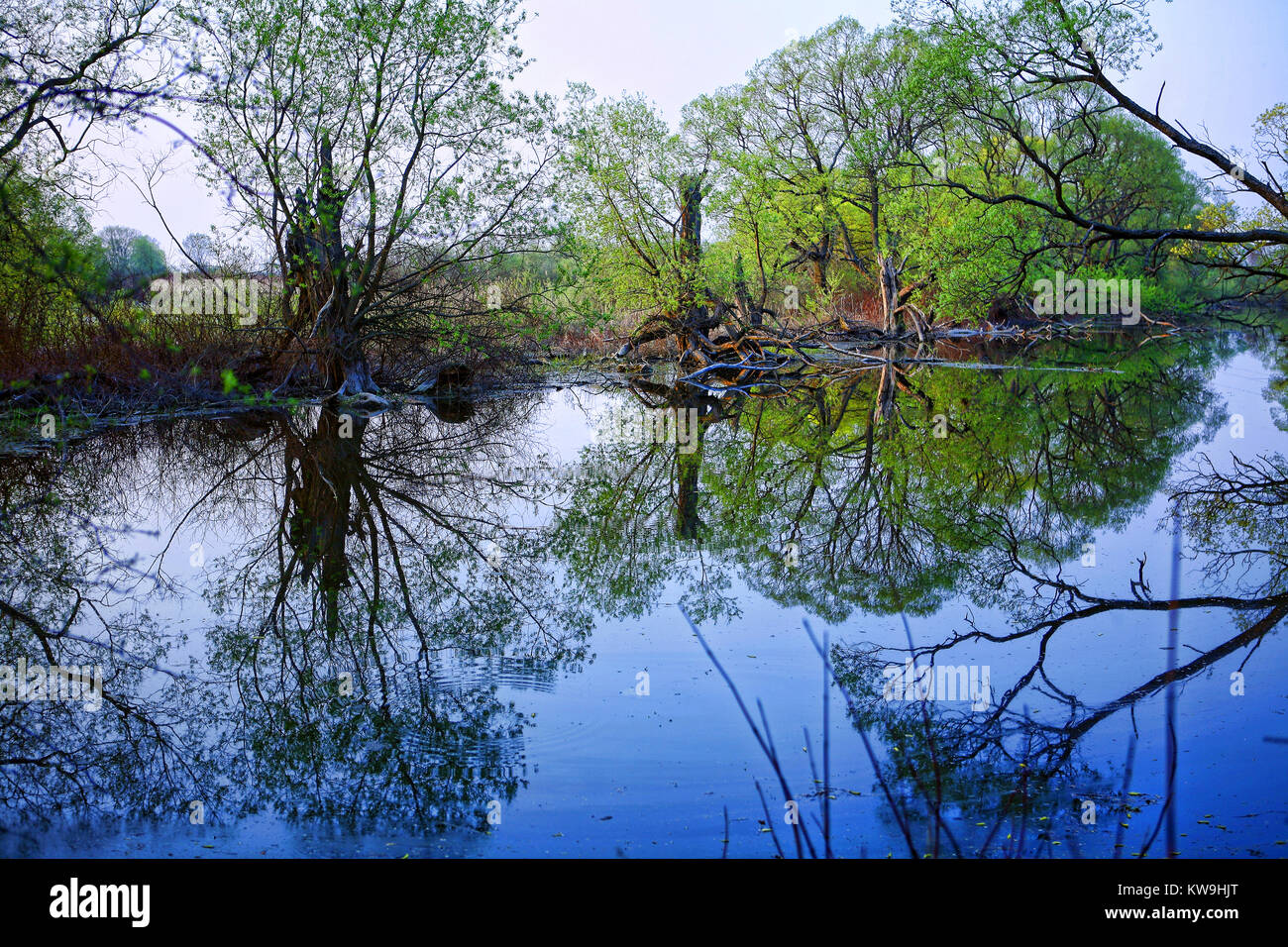 Poland, Biebrza river Stock Photo - Alamy