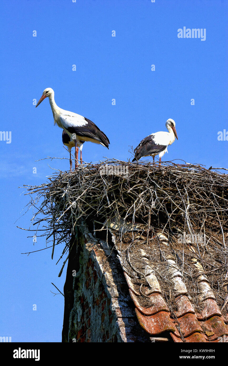 stork in Poland Stock Photo - Alamy