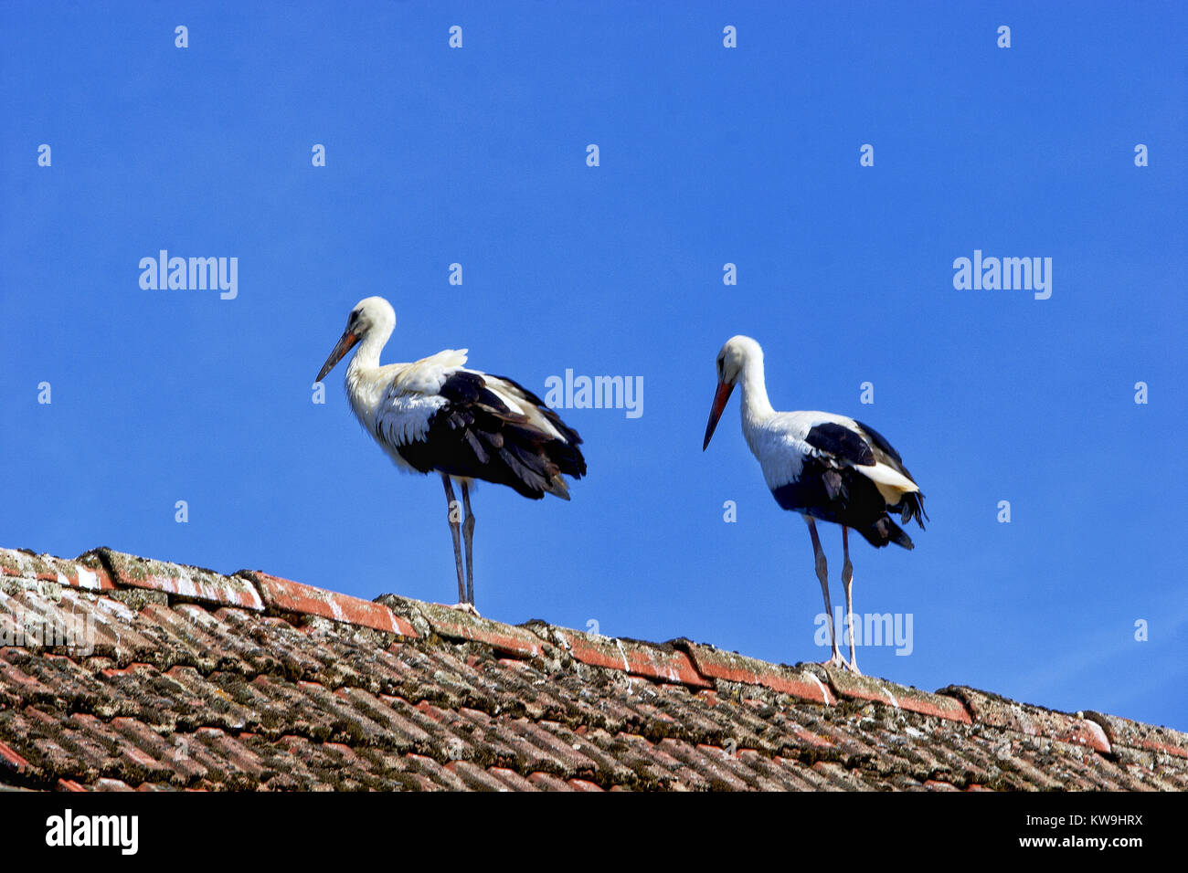 stork in Poland Stock Photo - Alamy