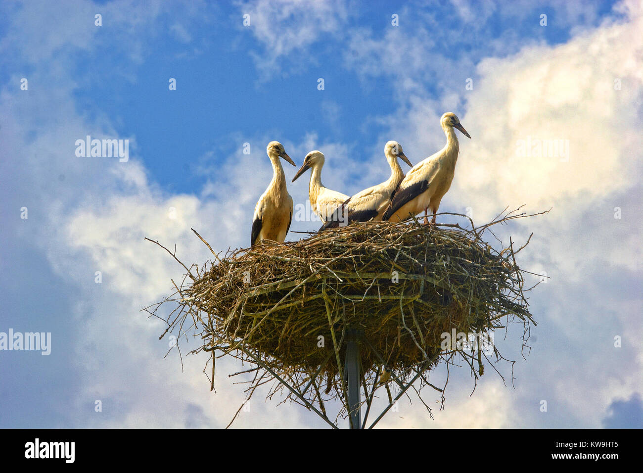 stork in Poland Stock Photo - Alamy