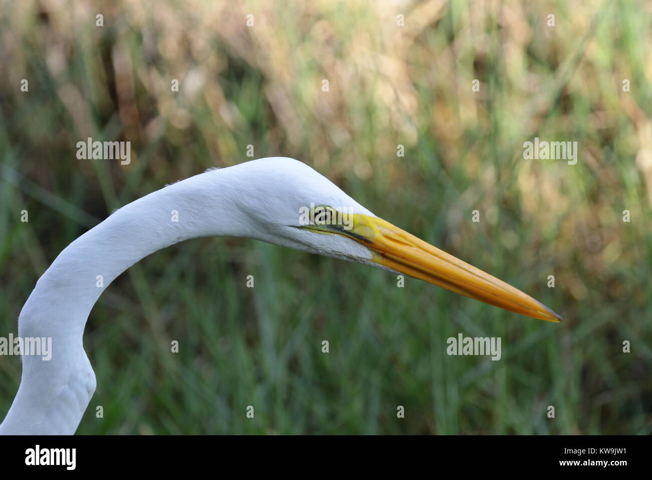 Close up portrait of great egret Stock Photo - Alamy